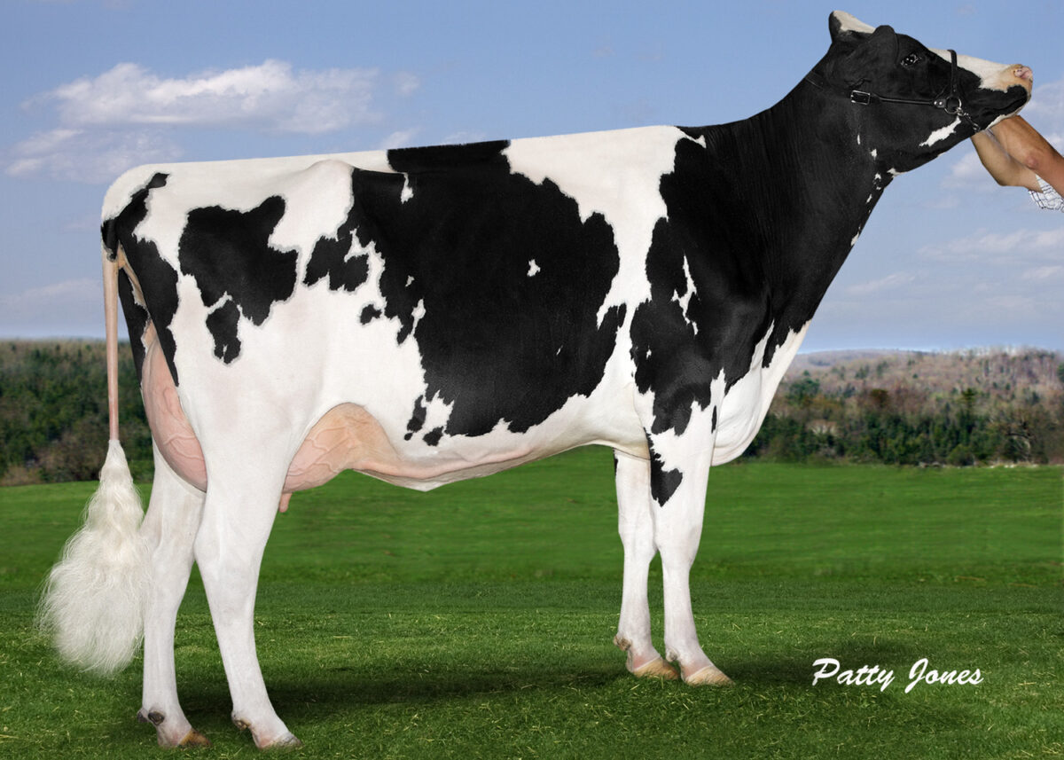 Unique Holsteins Classification Highlights - Cowsmo
