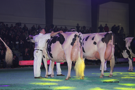 Decrausaz Iron O'Kalibra Passes Away - Cowsmo