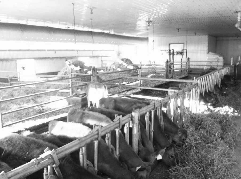 Calf Management –A Look at Successful Calf Programs - Cowsmo
