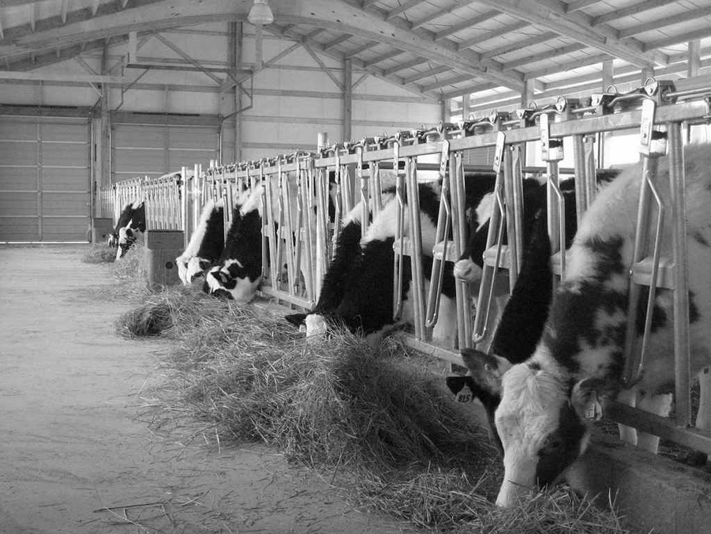 Possible third farm infected with bacterial disease Mycoplasma bovis in ...