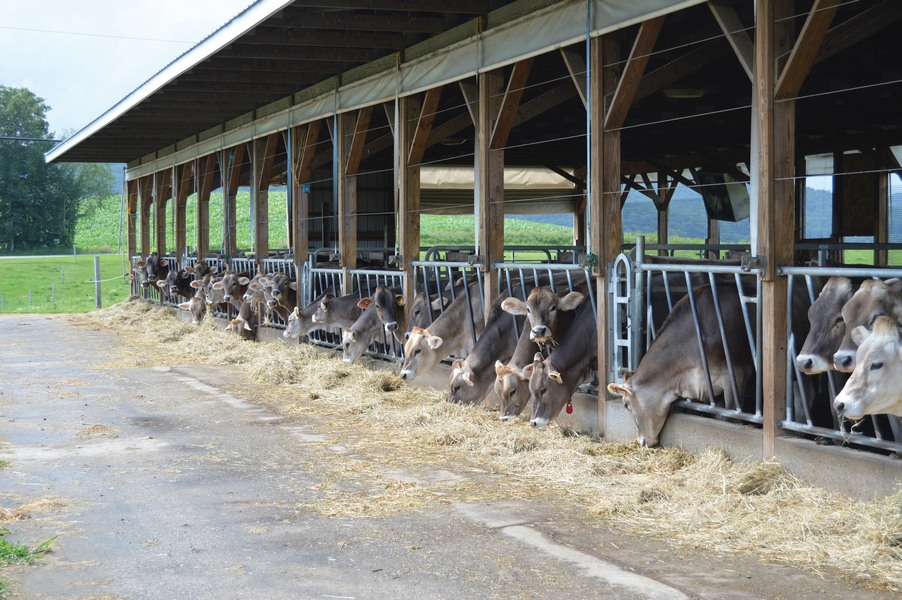 Elite Dairy: Breeding Showring Success - Cowsmo