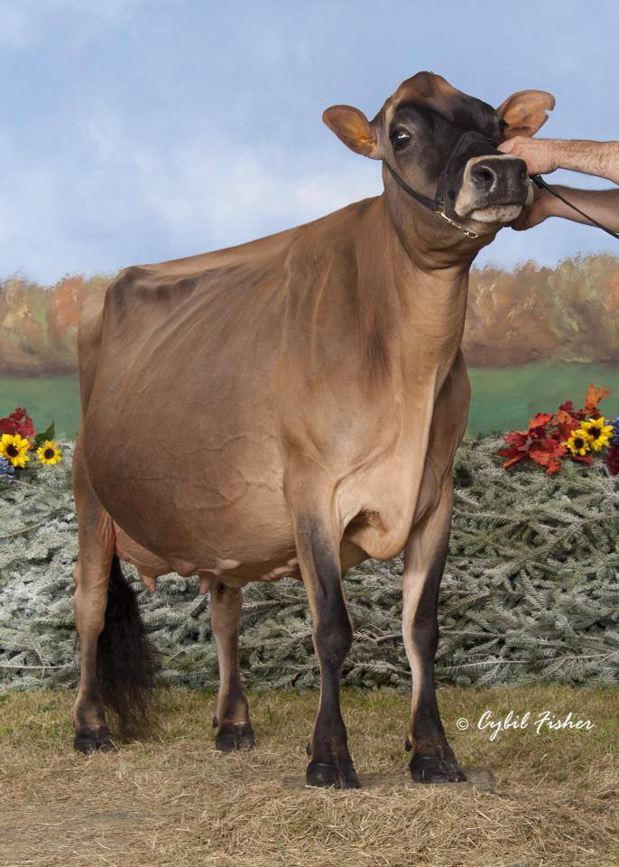 Extreme Electra Passes Away - Cowsmo