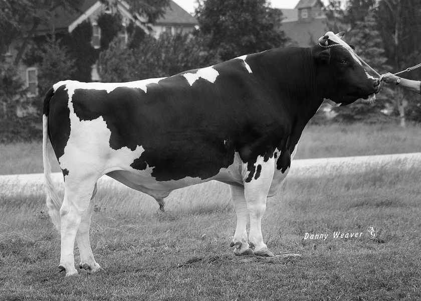 The Boys of Fall: The Big Bulls - Cowsmo