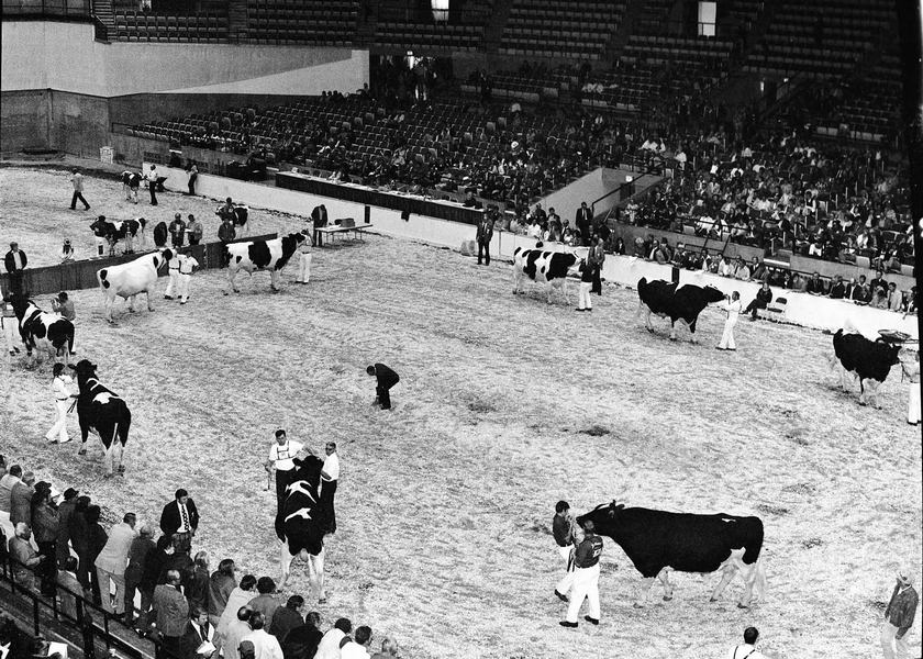 The Boys of Fall: The Big Bulls - Cowsmo