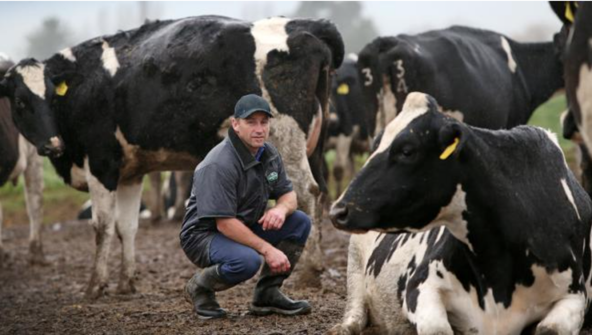 Jamie Berne's herd among the top for Australian milk quality - Cowsmo