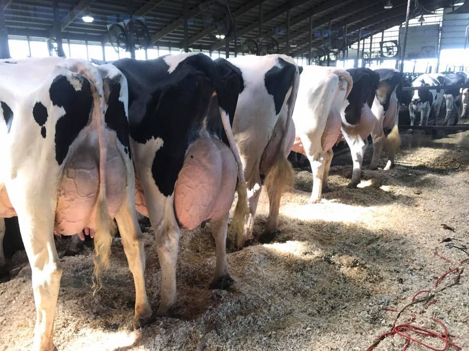 Kings-Ransom Farm shares exciting classification news - Cowsmo