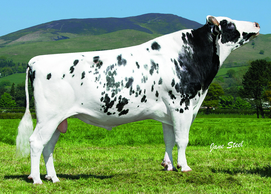 Picston Shottle records 1000th EX daughter in Canada - Cowsmo