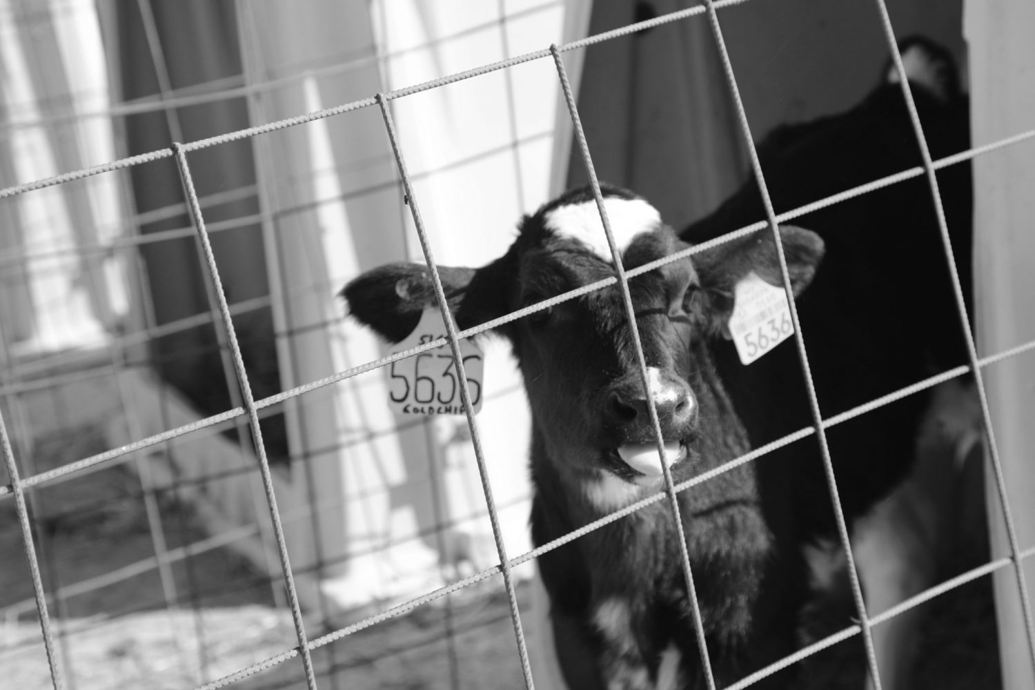 Canada sees a new Code of Practice for the Care and Handling of Veal ...