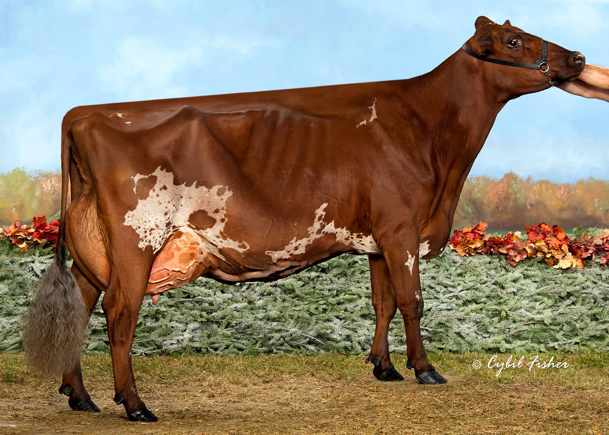 Cedarcut Farm reports exciting classification - Cowsmo