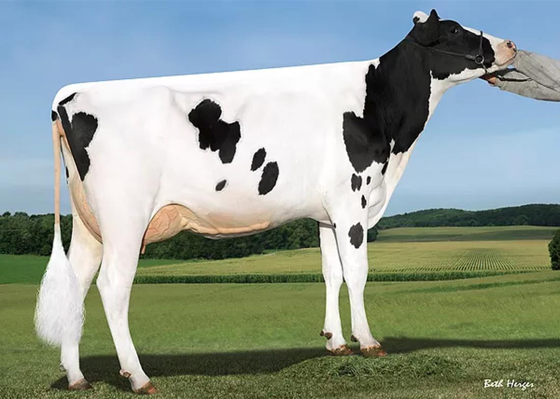 December 2017 - German Holstein Proofs - Cowsmo