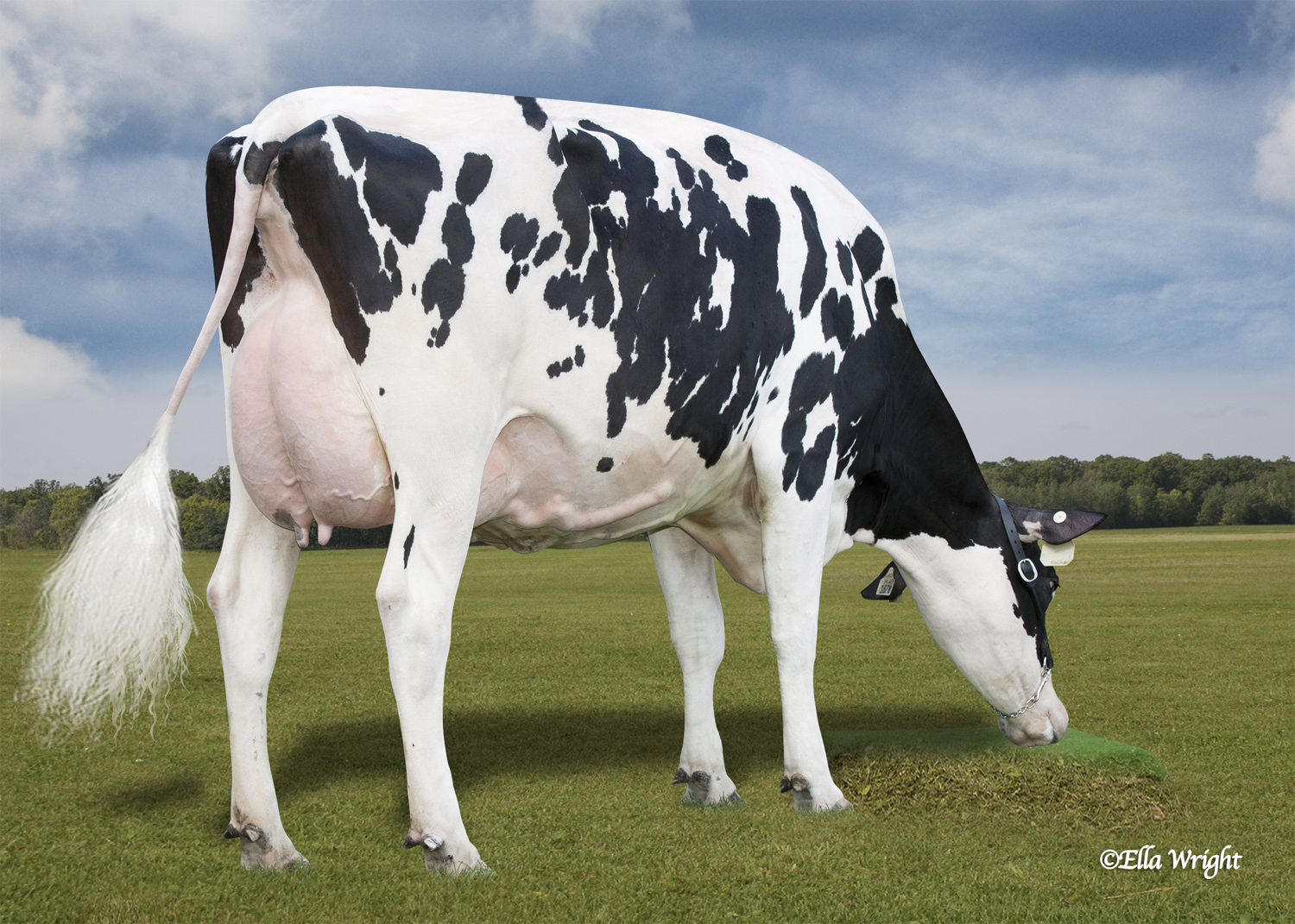 Master Breeder Profile: Alley Holsteins, Saskatchewan - Cowsmo