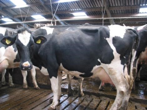 5 Topics to Improve Animal Welfare and Farmer Welfare - Cowsmo