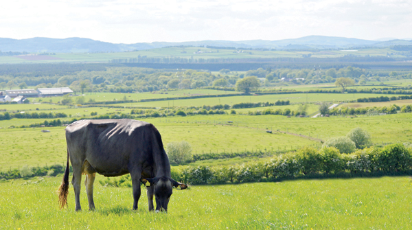 Kedar- Focus On The Future - Cowsmo