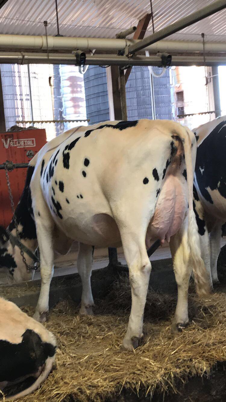 Kingsway Farms has a great Classification Round! - Cowsmo