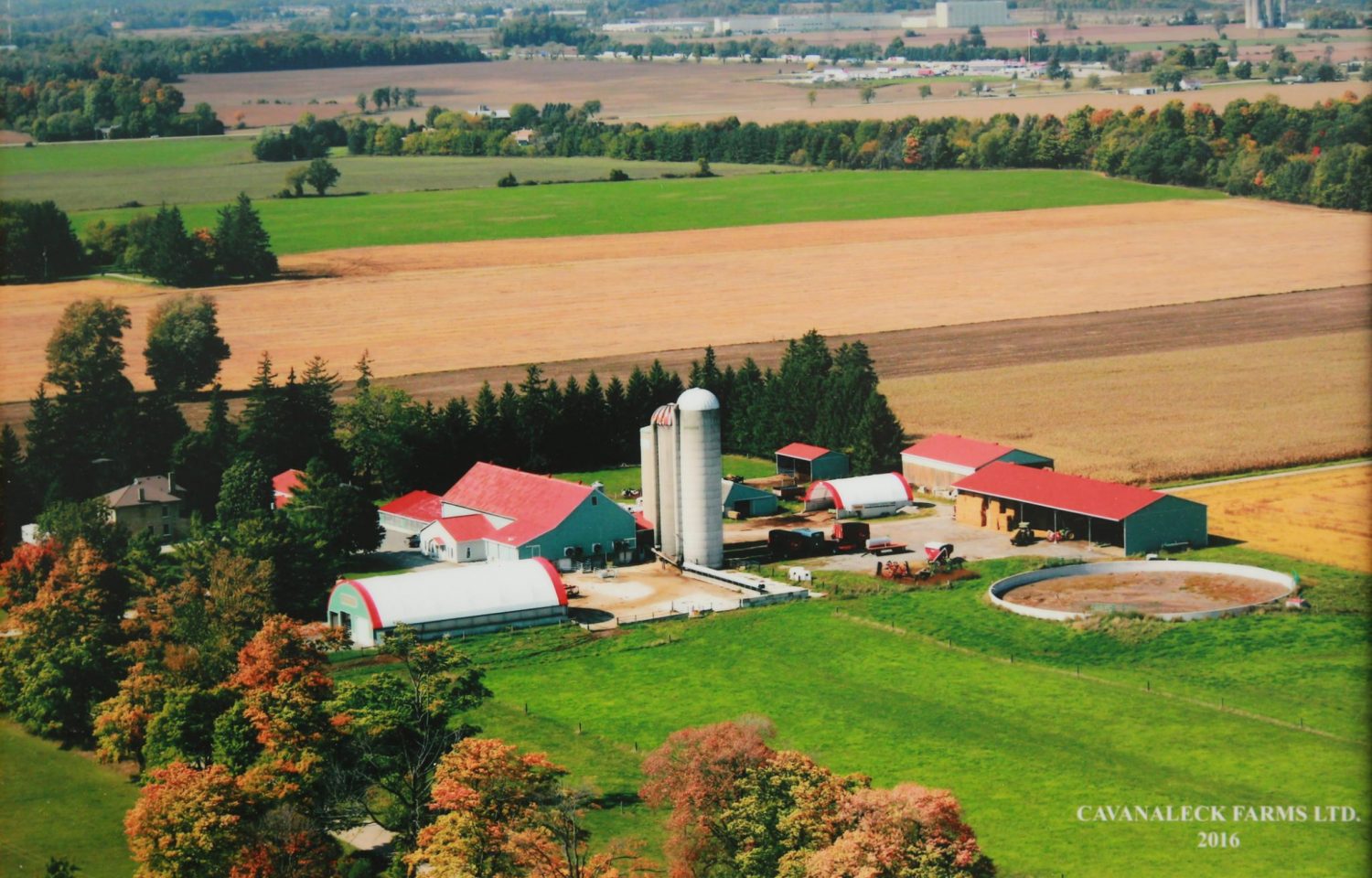 Master Breeder Profile: Cavanaleck Farms, Ontario - Cowsmo