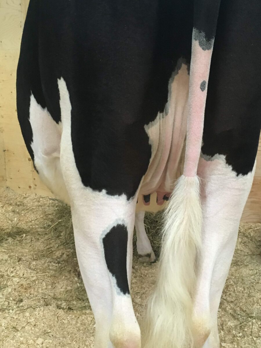 Survey shows only one-in-10 Australia dairies still dock their cows ...