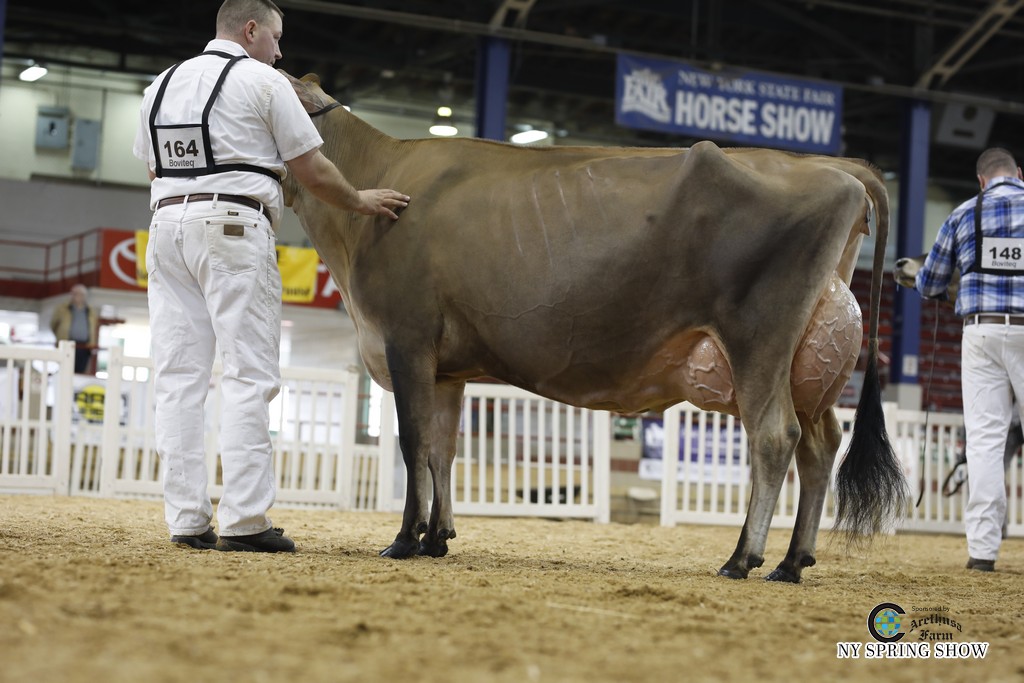 One Tequila Shot ... Two Tequila Shot ... Three Tequila Shot Wins - Cowsmo