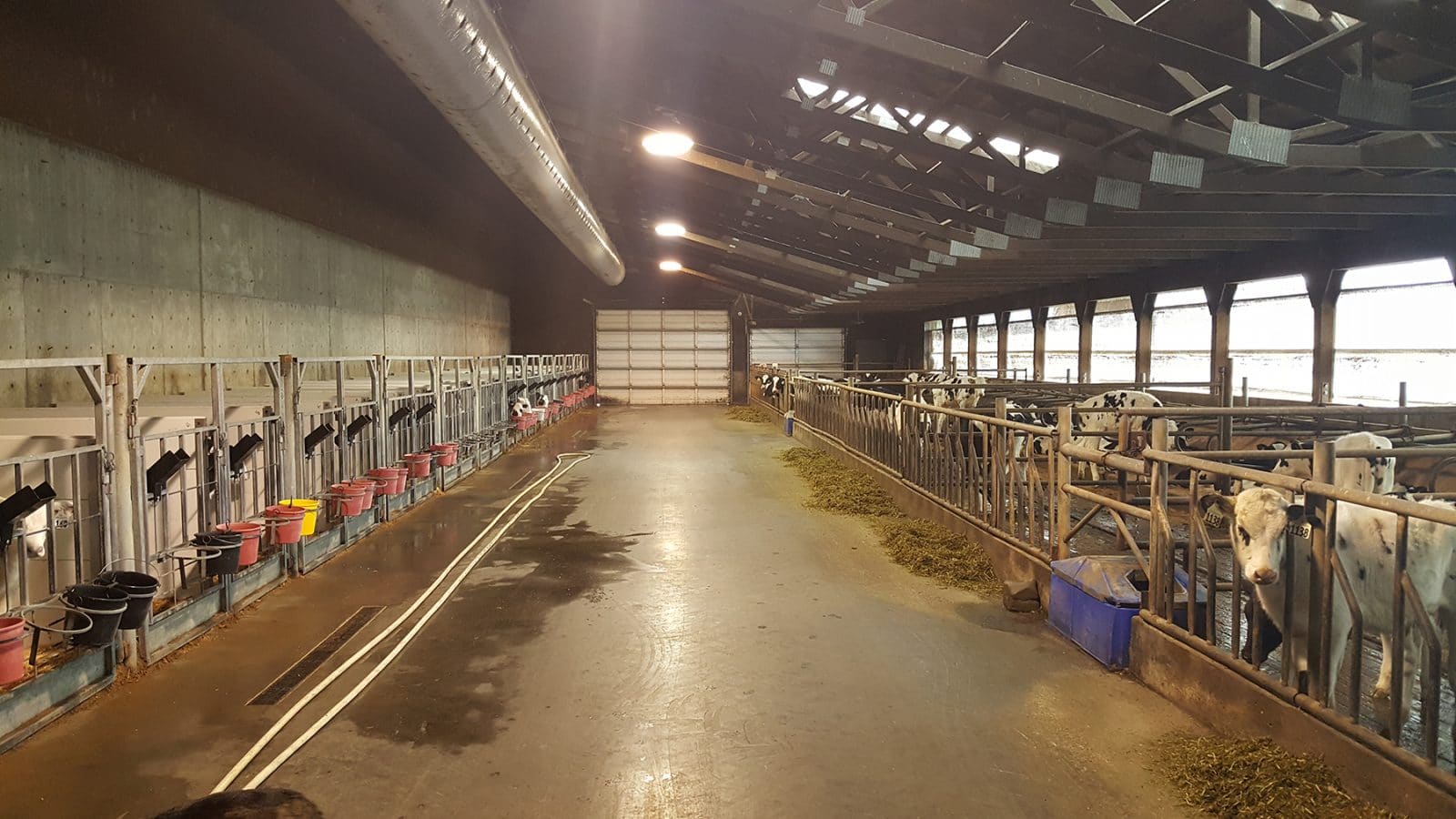 Calf Management: Do your Calves Get a Passing Grade? - Cowsmo