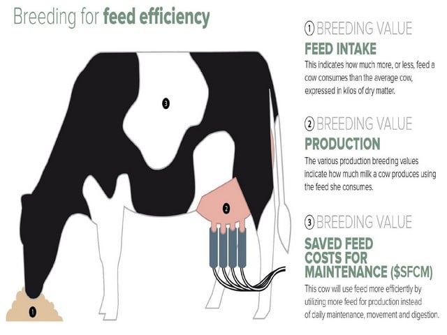 When it comes to feed, cows ought to go Dutch - Cowsmo