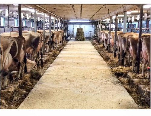 Dreams become a Reality at Ferme Guimo - Cowsmo