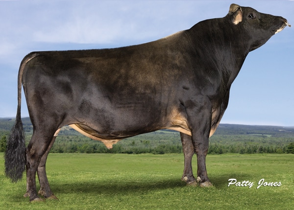 Dreams become a Reality at Ferme Guimo - Cowsmo