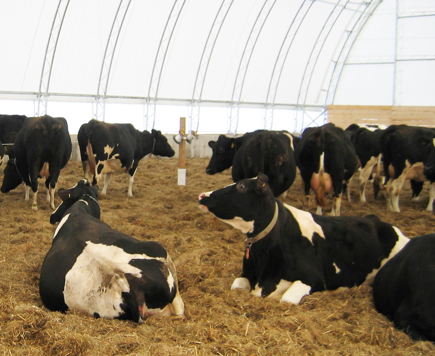Transition for Success: A Guide to Transition Cow Management - Cowsmo