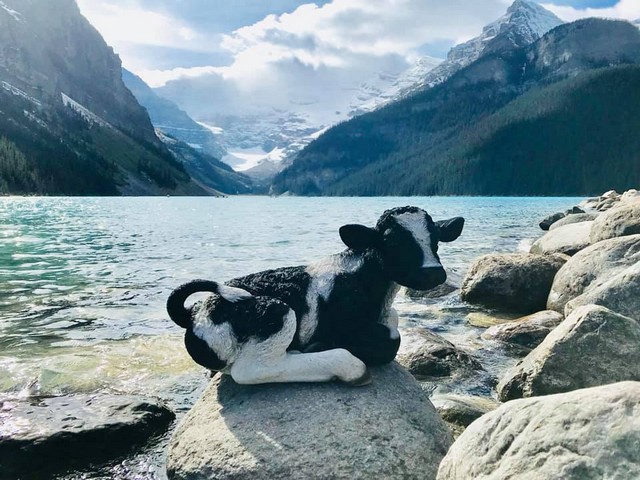 The Canadian Milk Tour has resumed their journey across Canada - Cowsmo