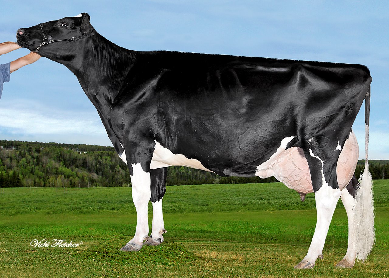 Canadian Cow of the Year Nominee: Suntor Lightning Jelica - Cowsmo