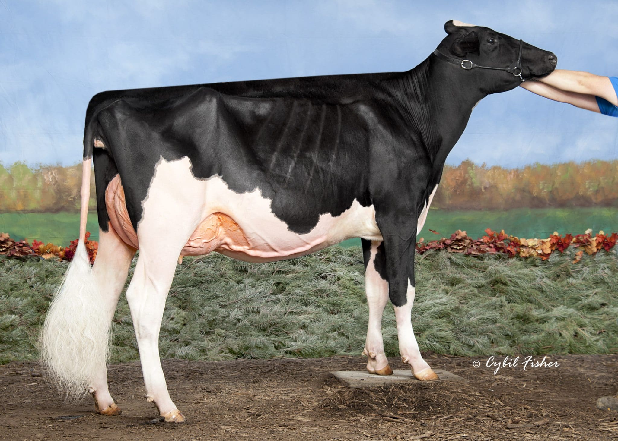 All-American Holstein Nominations 2020 - Cowsmo