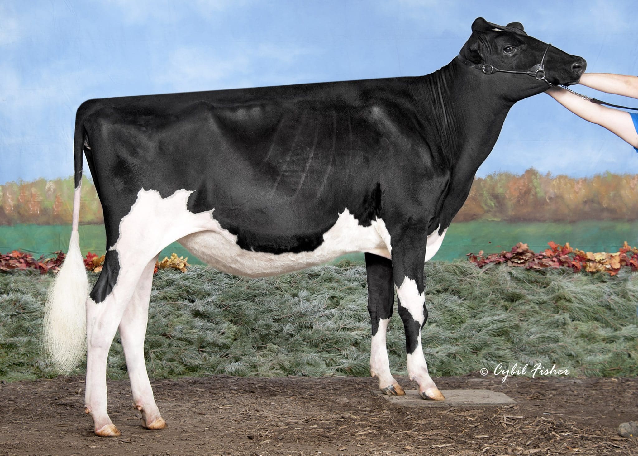 All-American Holstein Winners 2020 - Cowsmo