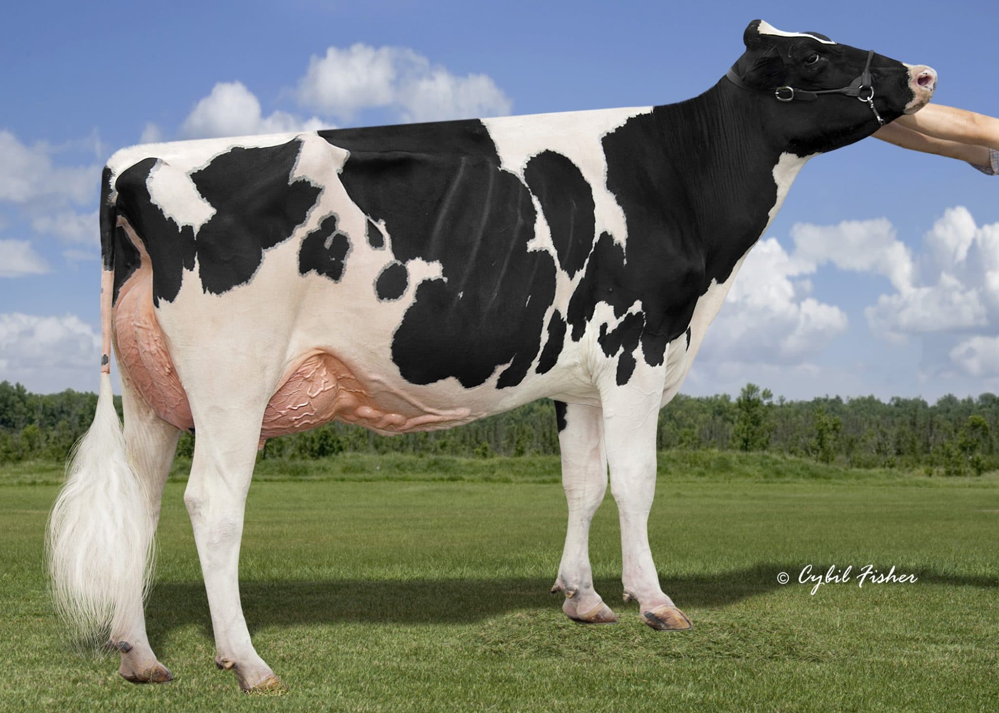 All-American Holstein Nominations 2020 - Cowsmo