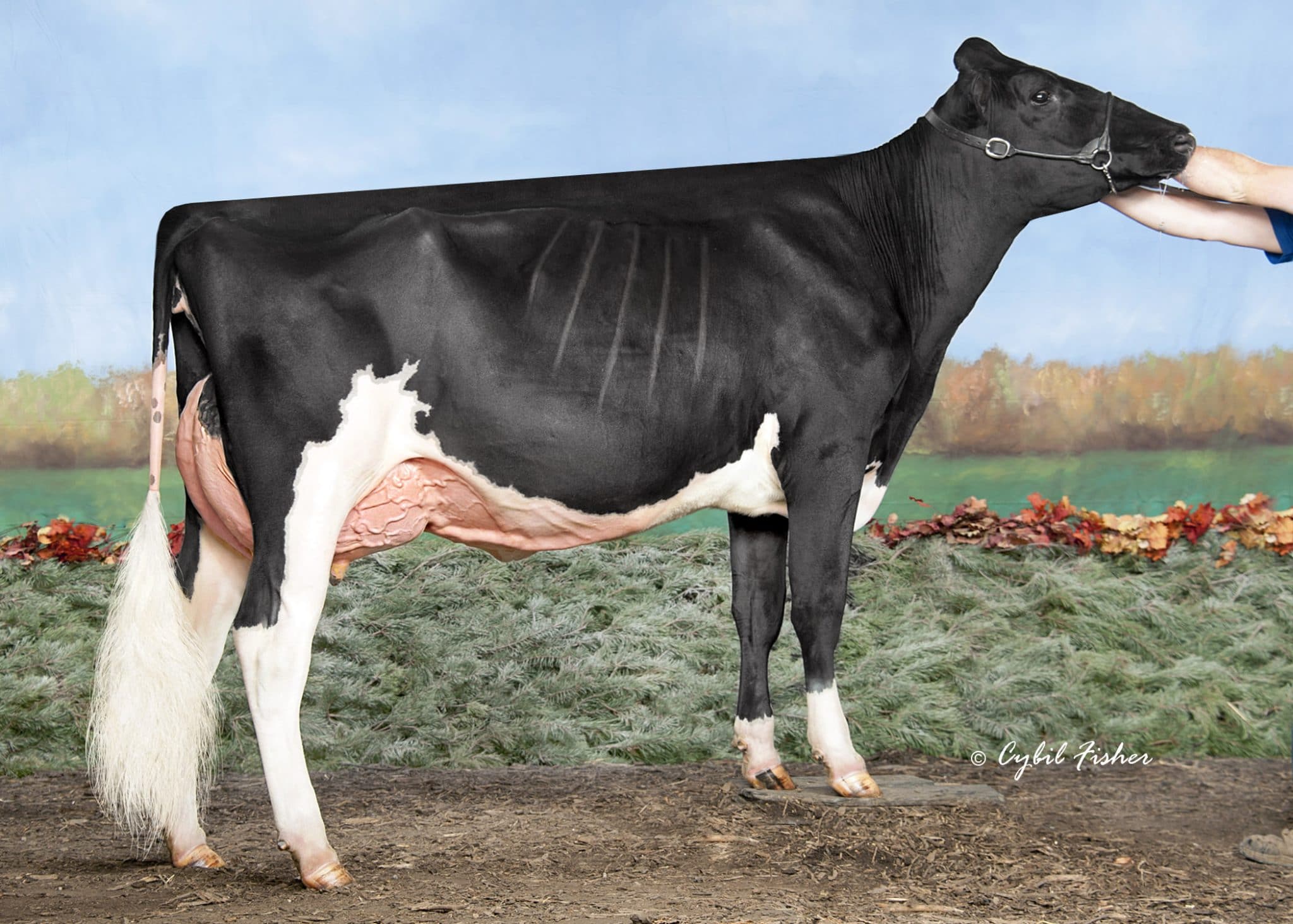 All-American Holstein Winners 2020 - Cowsmo