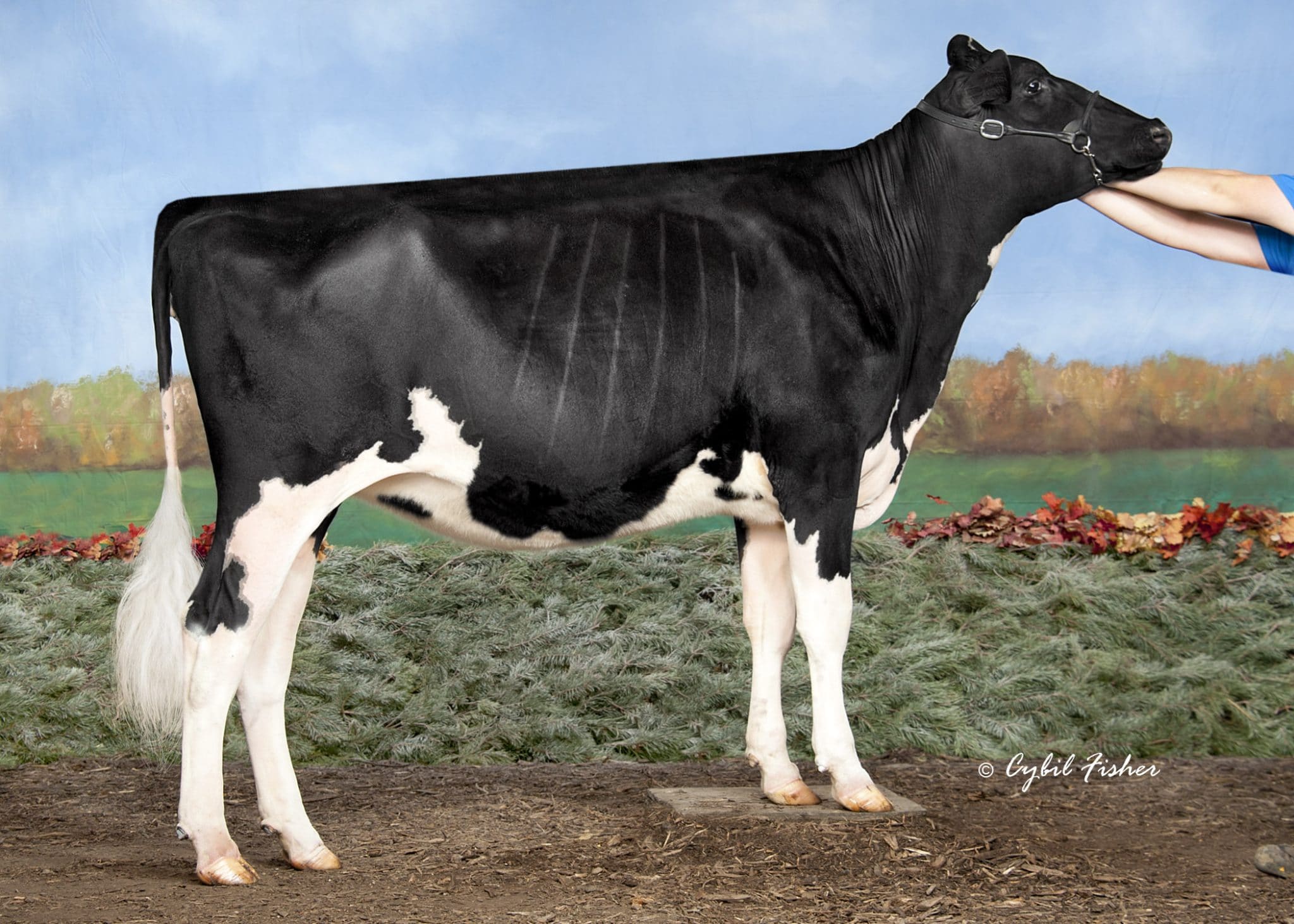 All-American Holstein Winners 2020 - Cowsmo