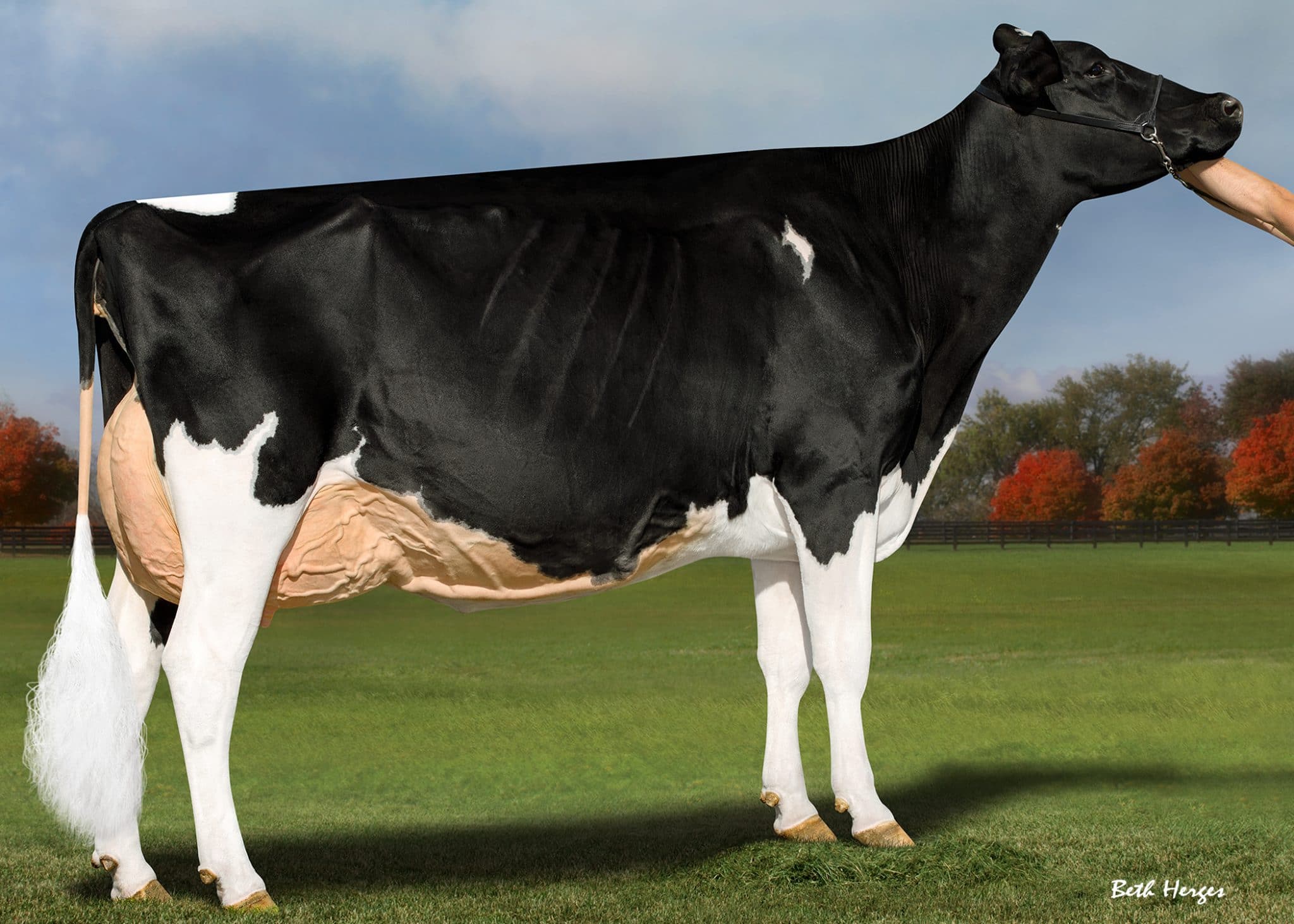 All-American Holstein Winners 2020 - Cowsmo