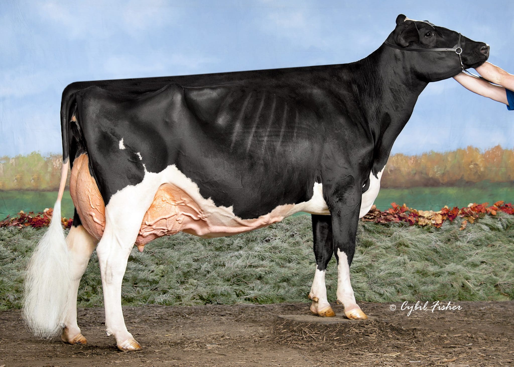 All-American Holstein Winners 2020 - Cowsmo