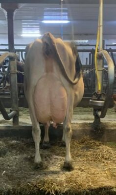 Ferme Guimo Highlights their Recent Classification Round - Cowsmo