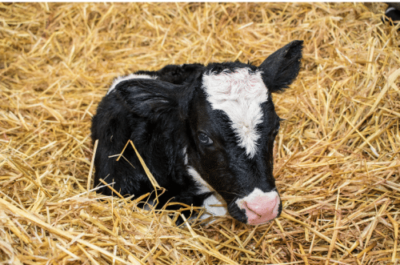 New Embryo Identification IVF Method Set to Boost Cow Milk - Cowsmo