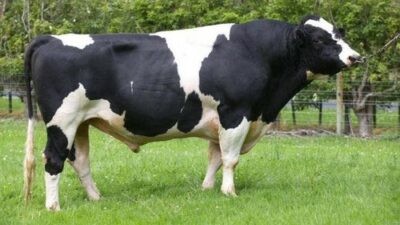 Bull 'Beamer' Inducted into the Animal Hall of Fame - Cowsmo