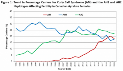 Curly Calf Syndrome in Ayrshires - Cowsmo