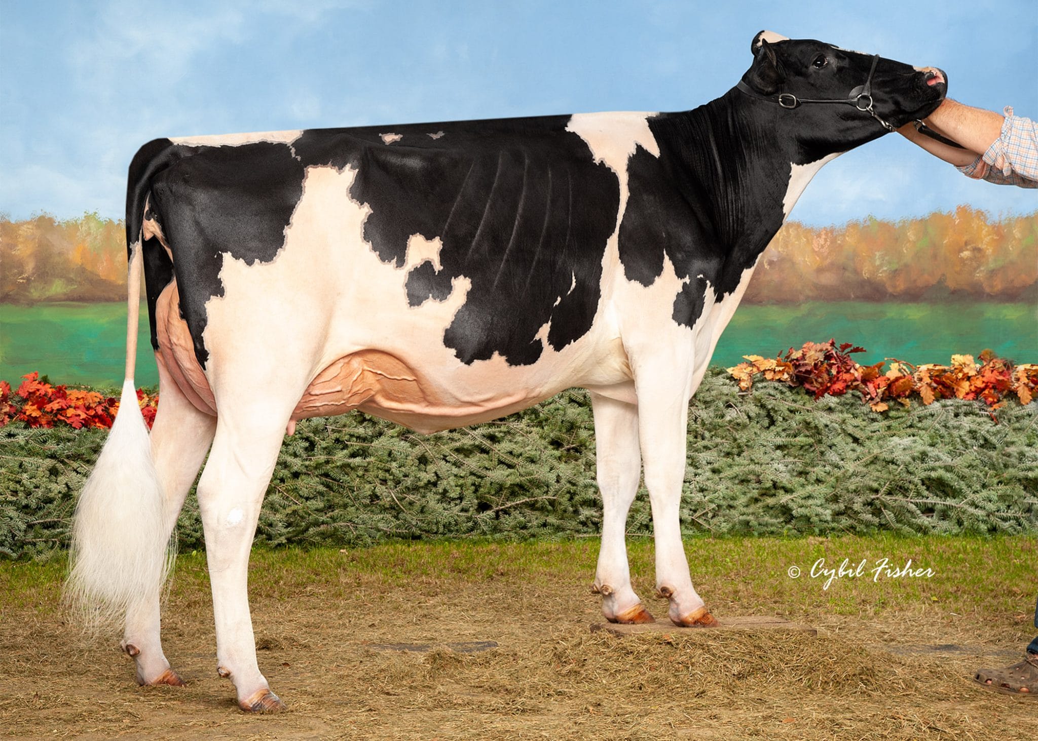 All-American Holstein Nominations 2021
