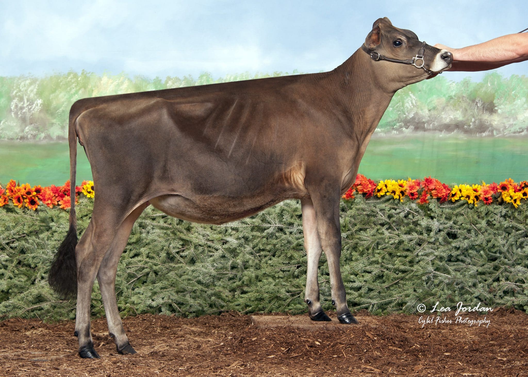 All-American Junior Jersey Nominations 2021 - Cowsmo