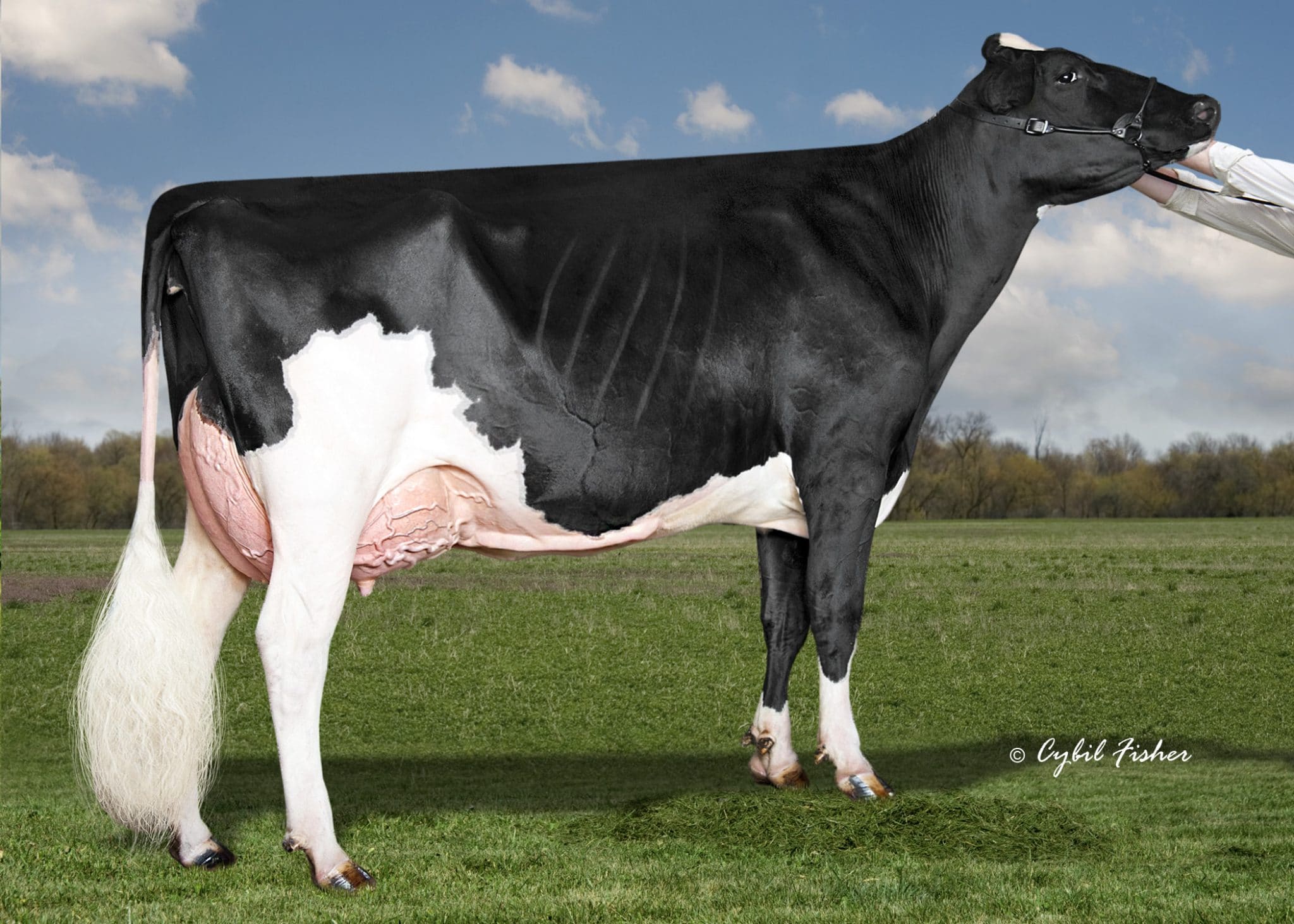 All-American Junior Holstein Nominations 2021