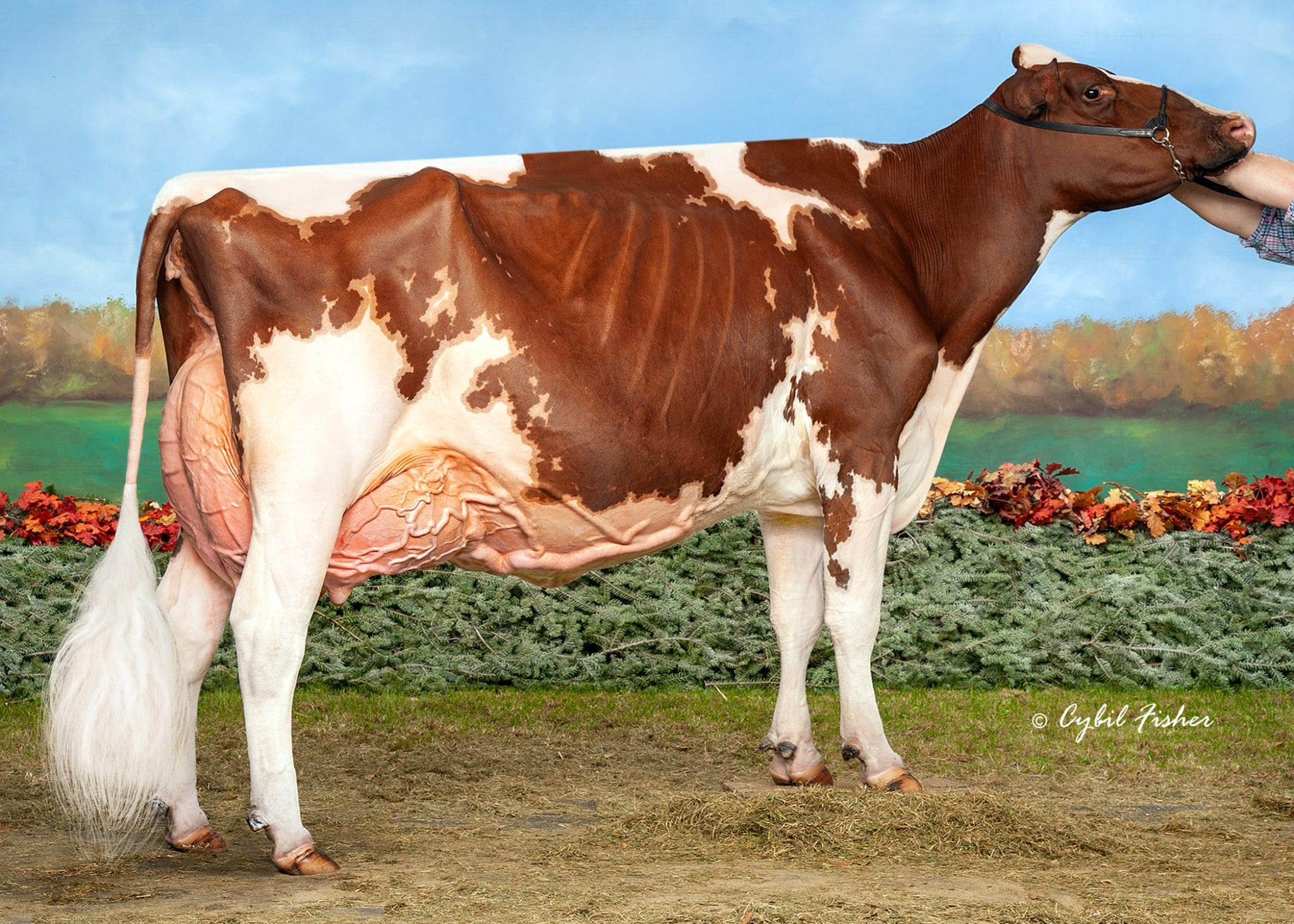 All-American Holstein Nominations 2021