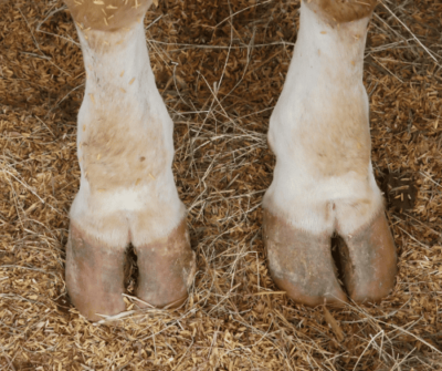 Treatment of Digital Dermatitis in Dairy Cattle Takes on New Direction ...