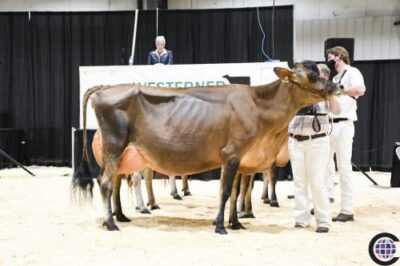 Starcrest Farms ~ Small Operation - Huge Results! - Cowsmo