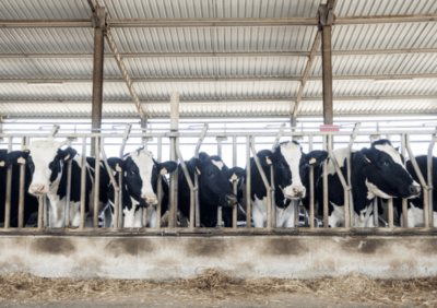 Feeding Behavior Traits may be an Indicator of Feed Efficiency in ...