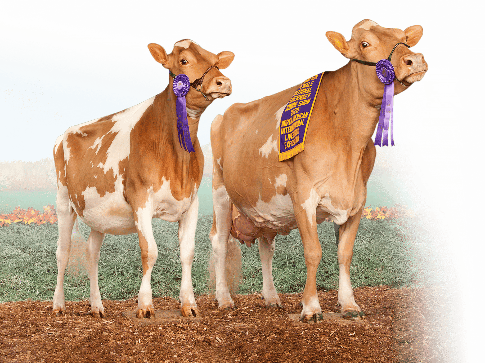 Knapps Kringle Tappy & the Fraley Family - Building a Guernsey Legacy ...