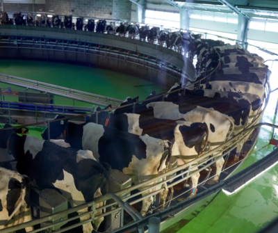 Wisconsin Milk Production Rose Slightly in August - Cowsmo