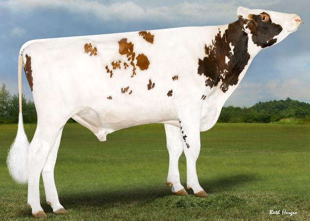 Holstein Marketplace Sires Releases Trio of Exciting New Bulls - Cowsmo