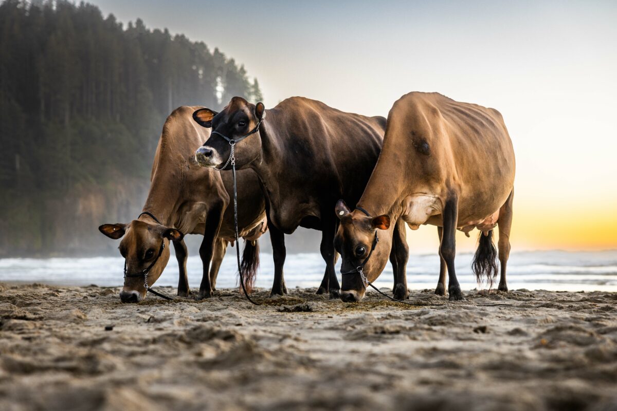 Pacific Edge - Jerseys on the Western Edge - Cowsmo